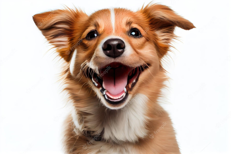A Guide to Cleaning Your Dog's Teeth: Benefits and What Every Pet Pare